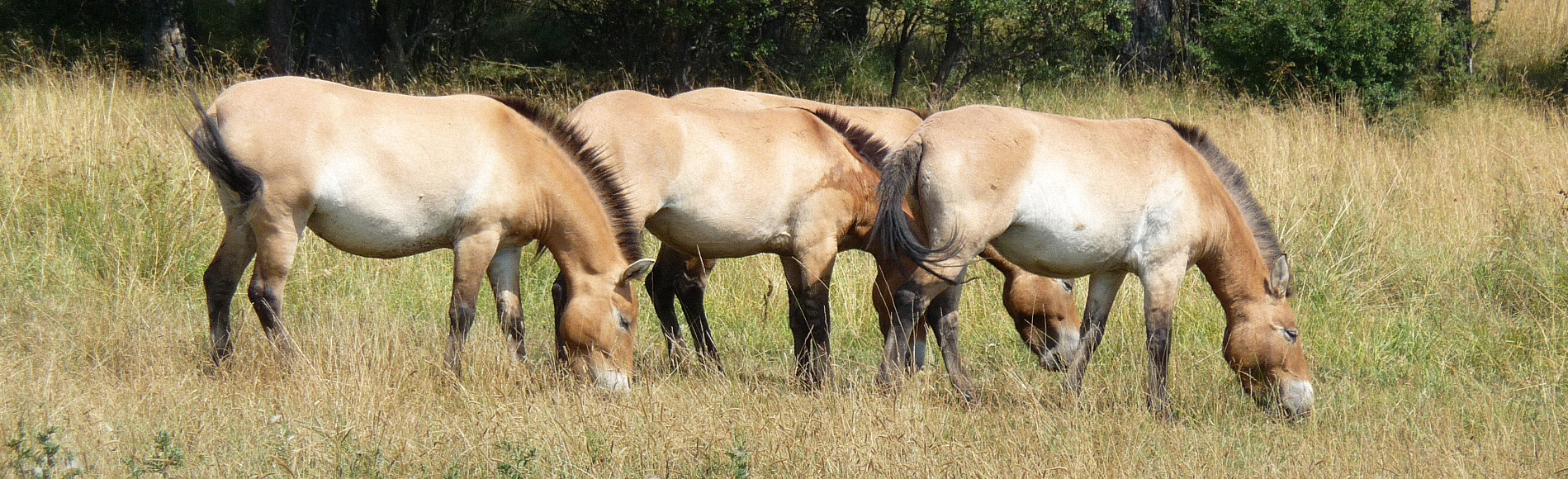 Réserve biologique des Monts d’Azur - Thorenc / Andon